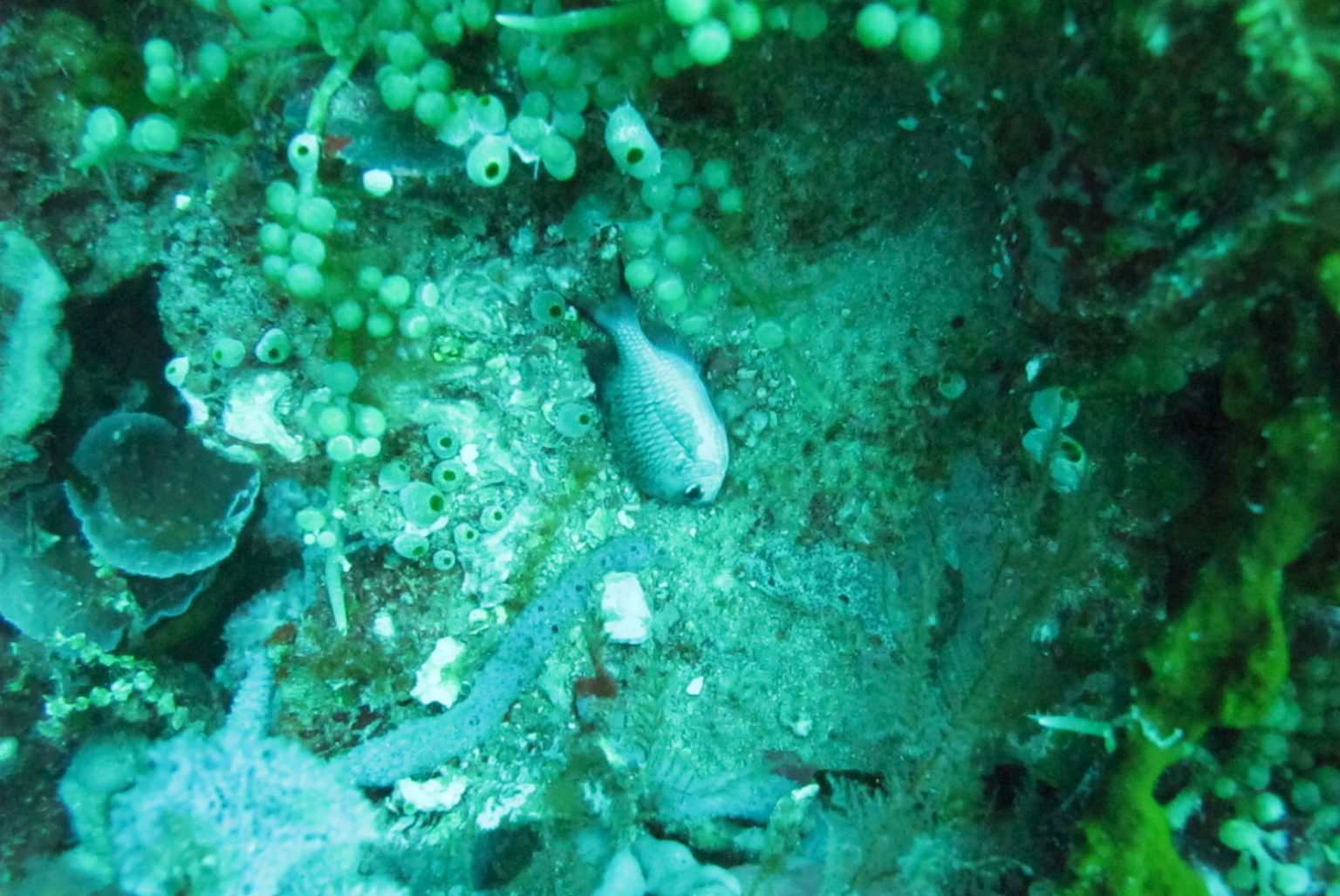 Limbah Tambang Ancam Ekosistem Laut Halmahera - kieraha